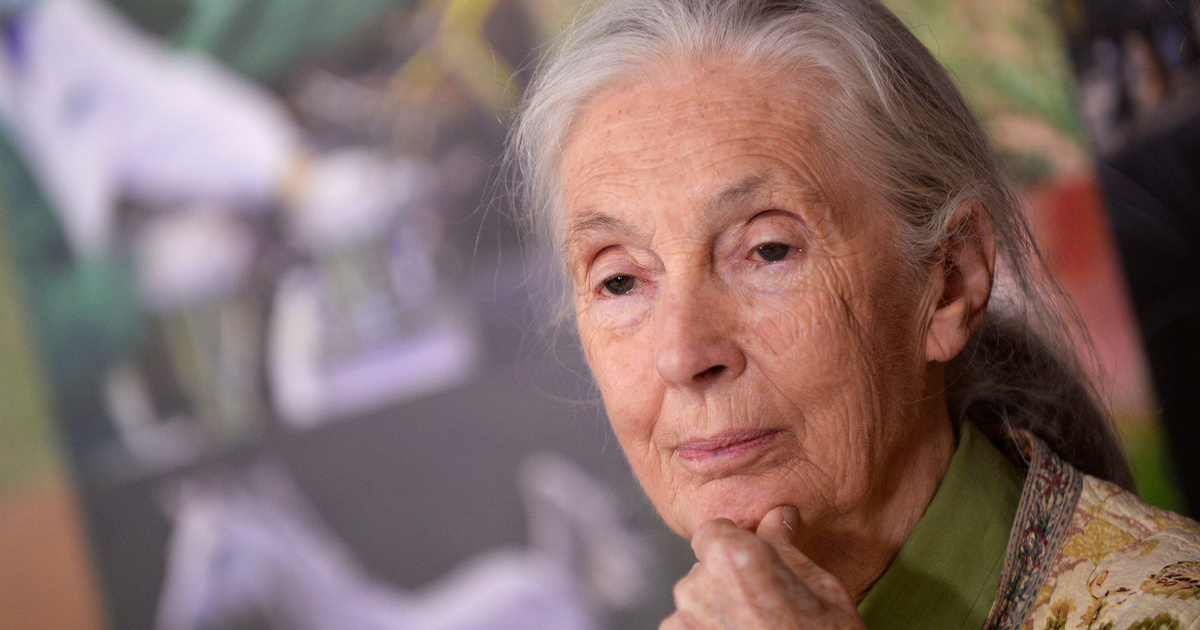 Jane Goodall: „Die Welt ist nicht schwarz-weiß“